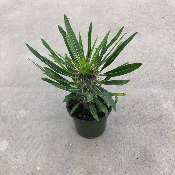 Madagascar Palm - Etsy