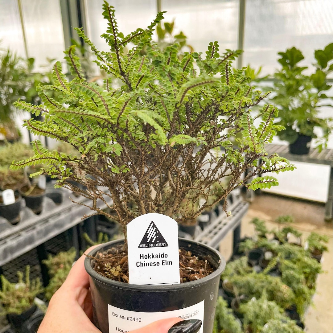 Pre-bonsai, Hokkaido Dwarf Chinese Elm, Live Plant - 4" Growers Pot - Etsy