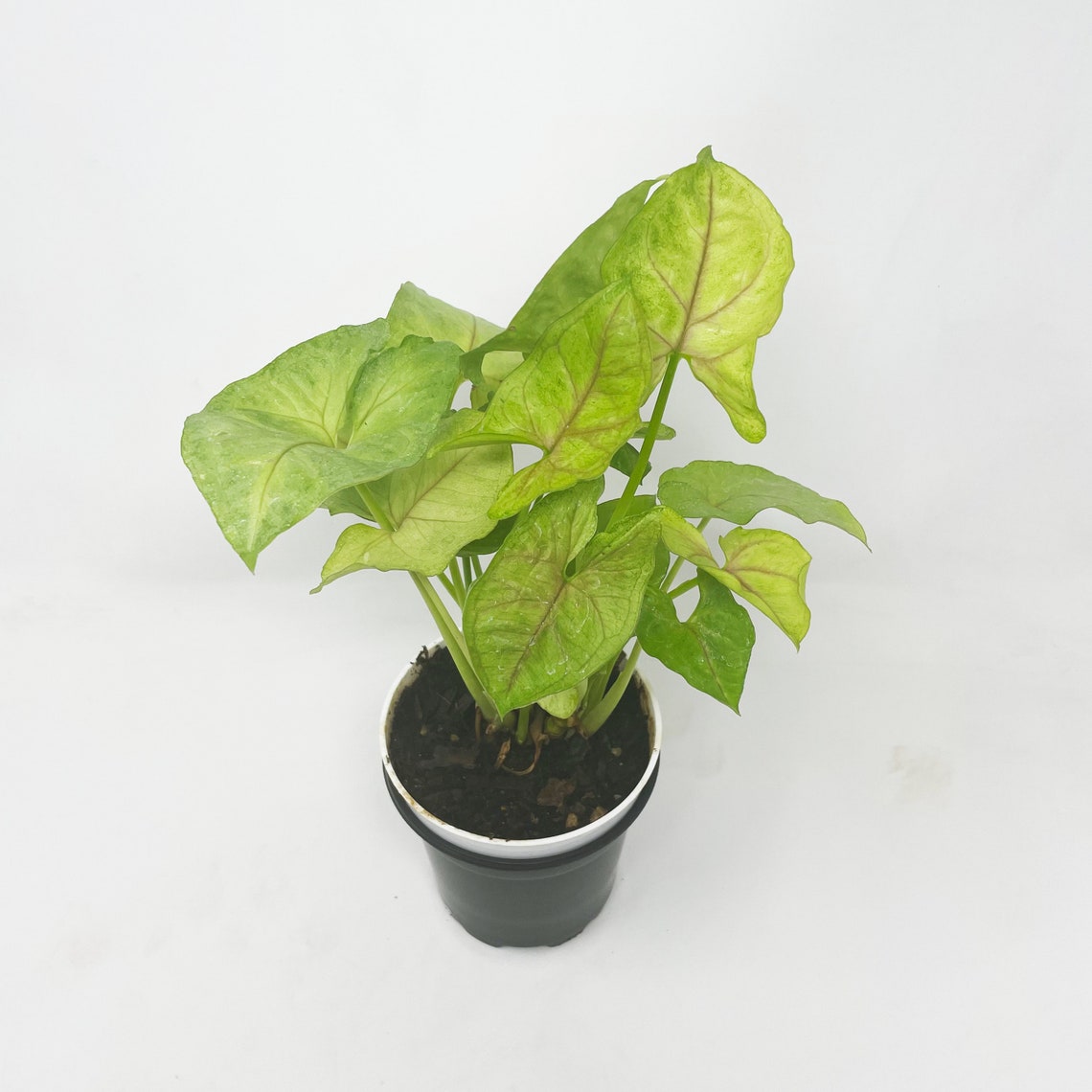 Syngonium Podophyllum 'gold Allusion' arrowhead - Etsy