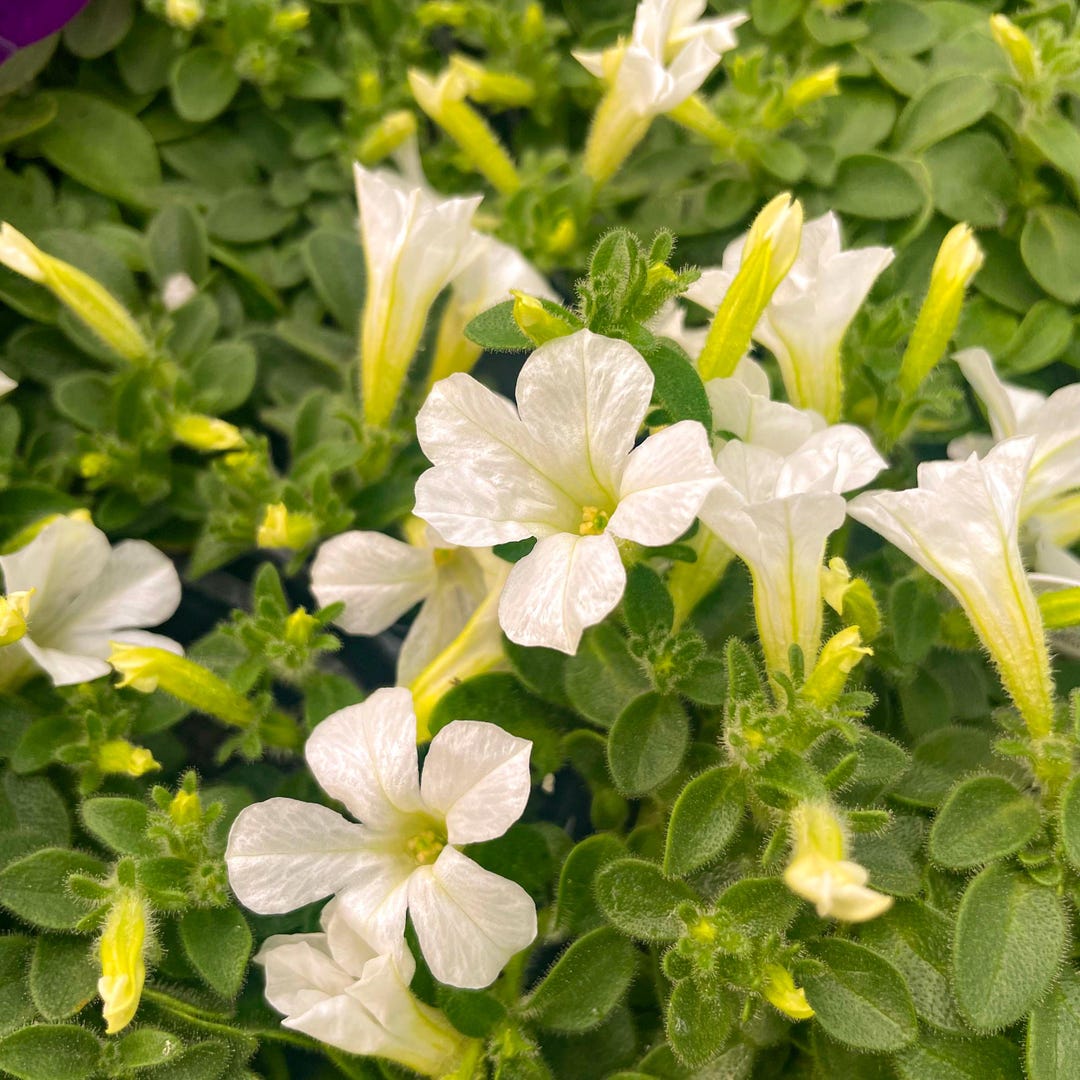 Seasonal Annual, 'itsy White' Petunia, Live Plant, 4" Growers Pot - Etsy