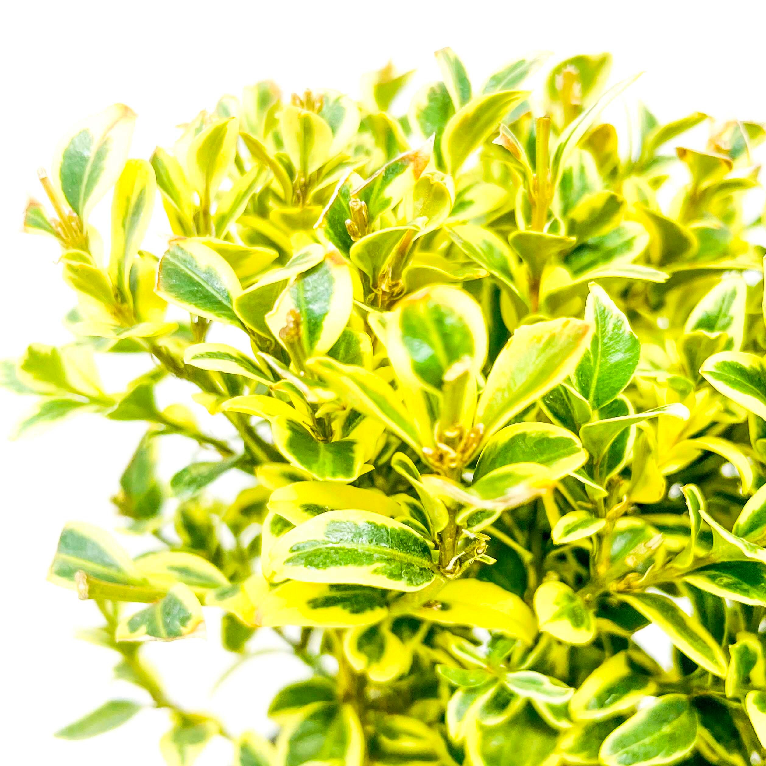Variegated English Boxwood Hedge