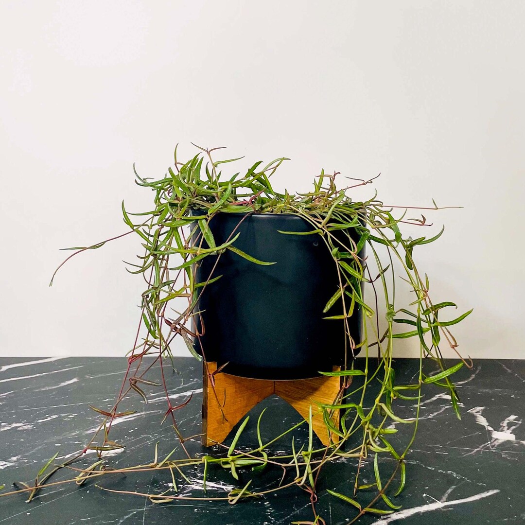 String of Needles, Live Succulent Houseplant, 4" Growers Pot - Etsy
