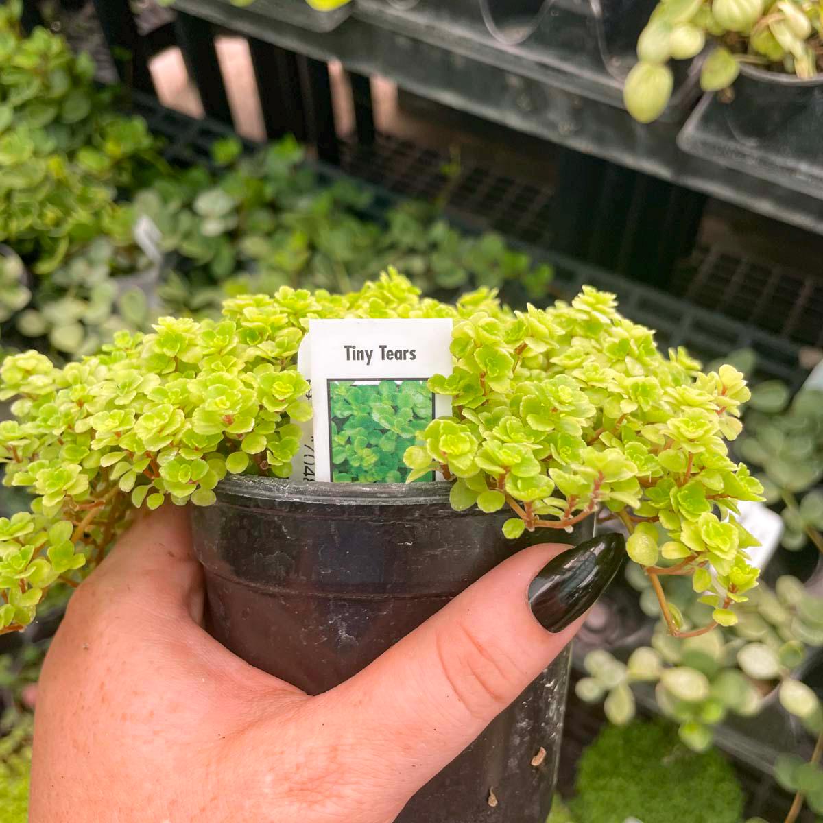 Pilea Depressa, Tiny Tears, Live Succulent Houseplant, 4" Growers Pot ...