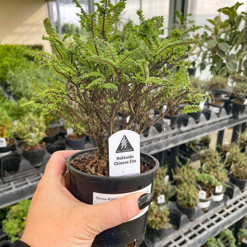 Pre-bonsai, Hokkaido Dwarf Chinese Elm, Live Plant - 4" Growers Pot - Etsy