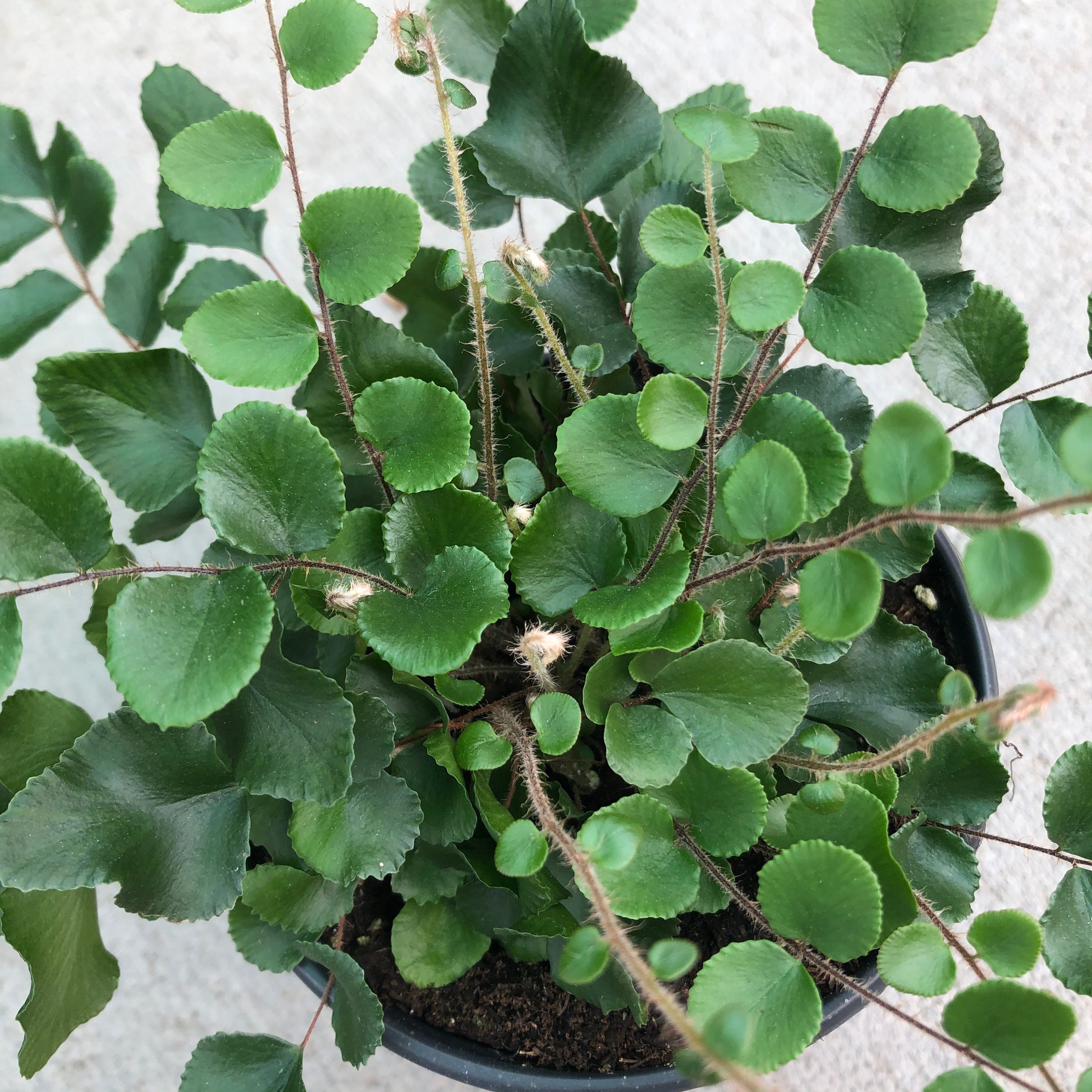 Pellaea Rotundifolia button Fern 4 Growers Pot | Etsy