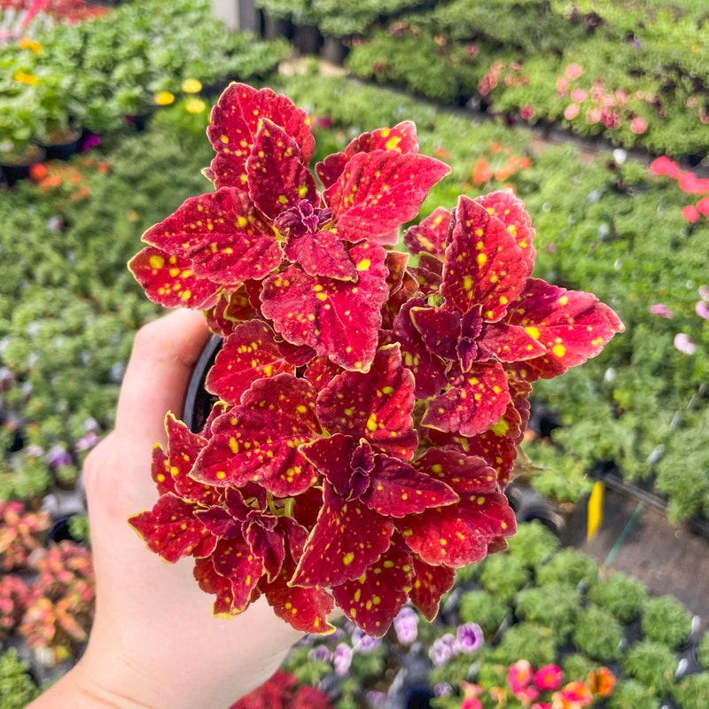 Coleus - Etsy