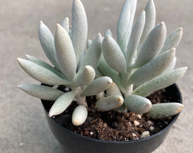 Senecio Haworthii woolly Senecio 2.5 Growers Pot - Etsy