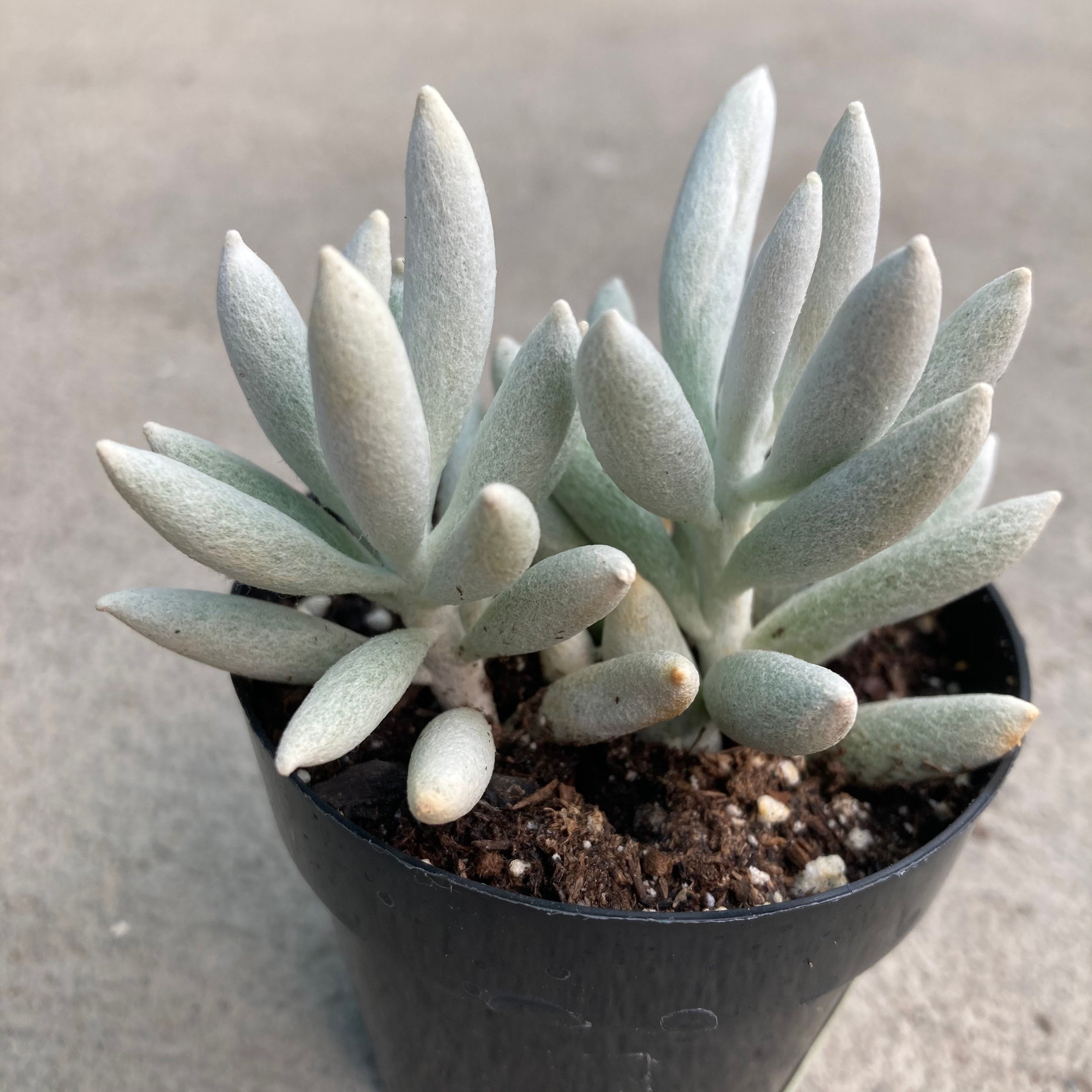 Senecio haworthii Woolly Senecio 2.5 Growers Pot | Etsy