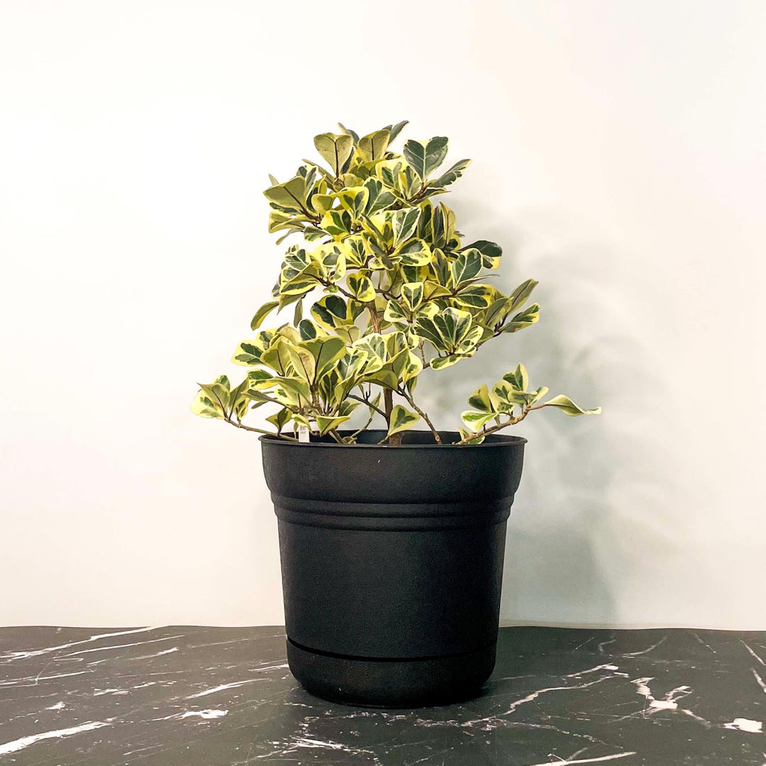 Ficus, Varigated Triangle Fig, Live Houseplant, 4" Grower Pot - Etsy