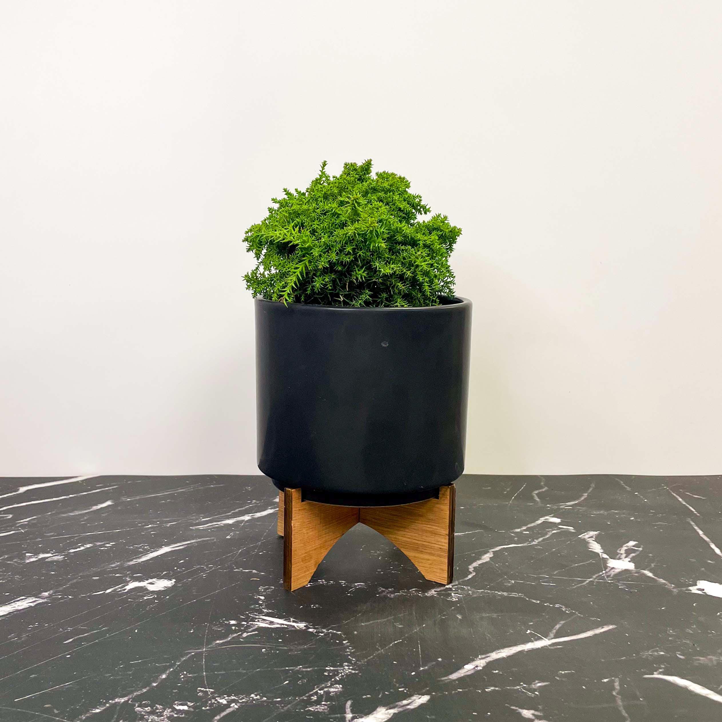 Pre-bonsai, Twinkle Toes Japanese Cedar, Live Plant - 4" Growers Pot - Etsy