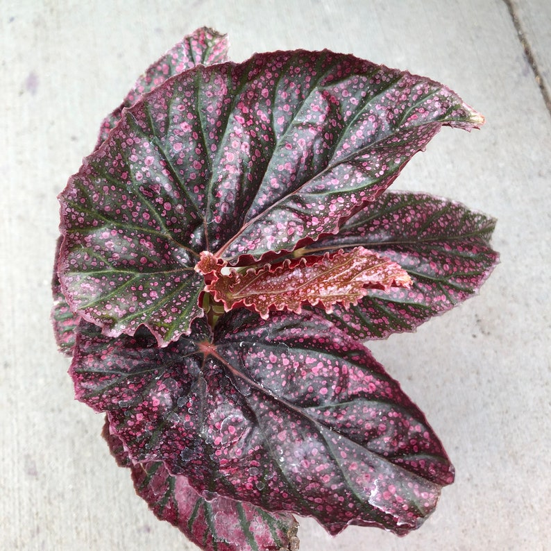 Begonia 'miss Mummy' angel Wing Begonia 4 - Etsy