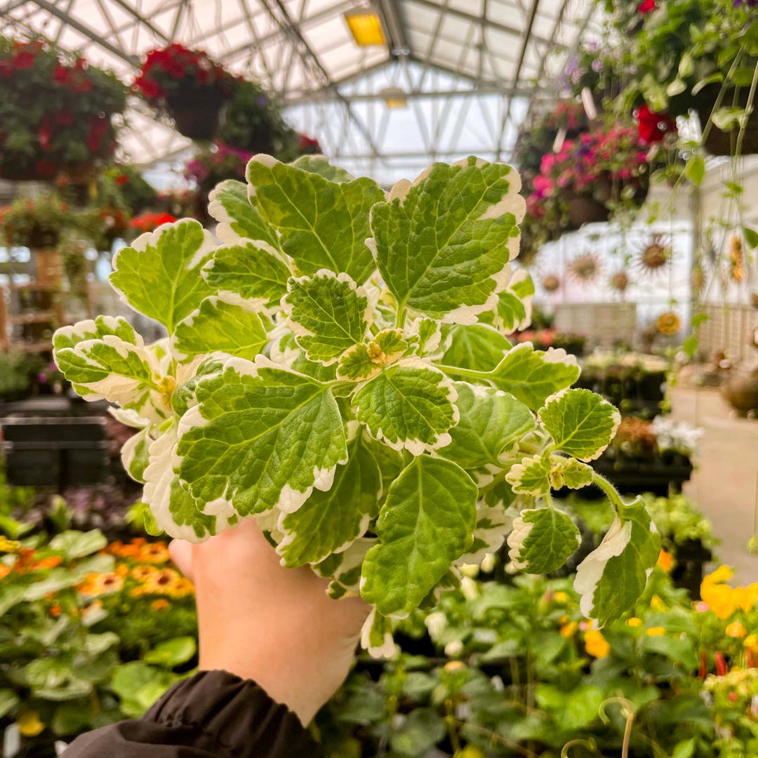 Plectranthus, Variegated Swedish Ivy, Live Plant, 4" Growers Pot - Etsy