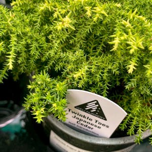 Pre-bonsai, Twinkle Toes Japanese Cedar, Live Plant - 4" Growers Pot - Etsy