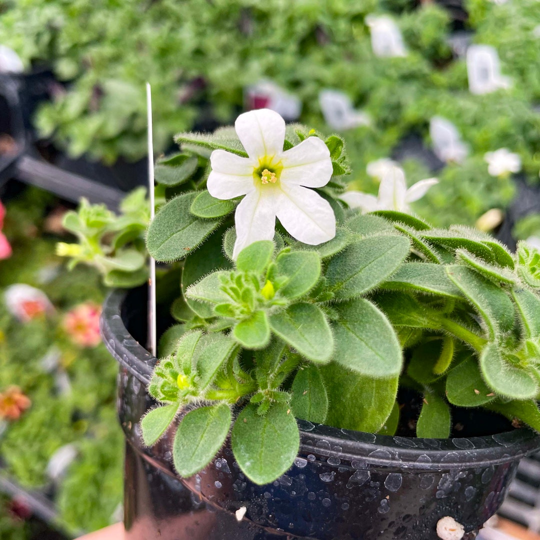 Itsy White Petunia 4 Growers Pot - Etsy