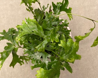 Painted Japanese Fern - Etsy