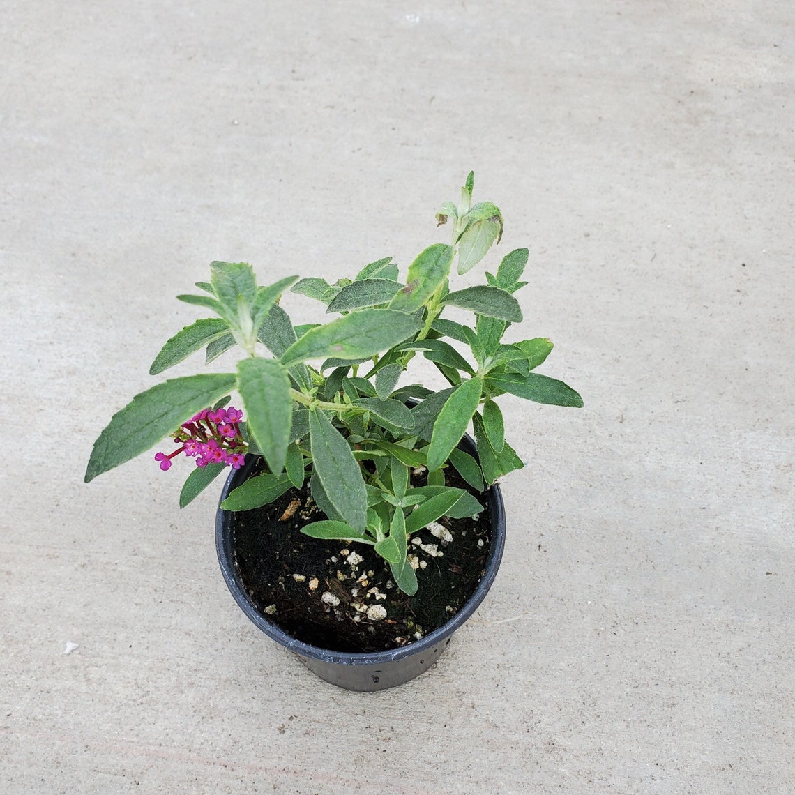 Buddleia davidii 'Hot Raspberry' Butterfly Bush | Etsy