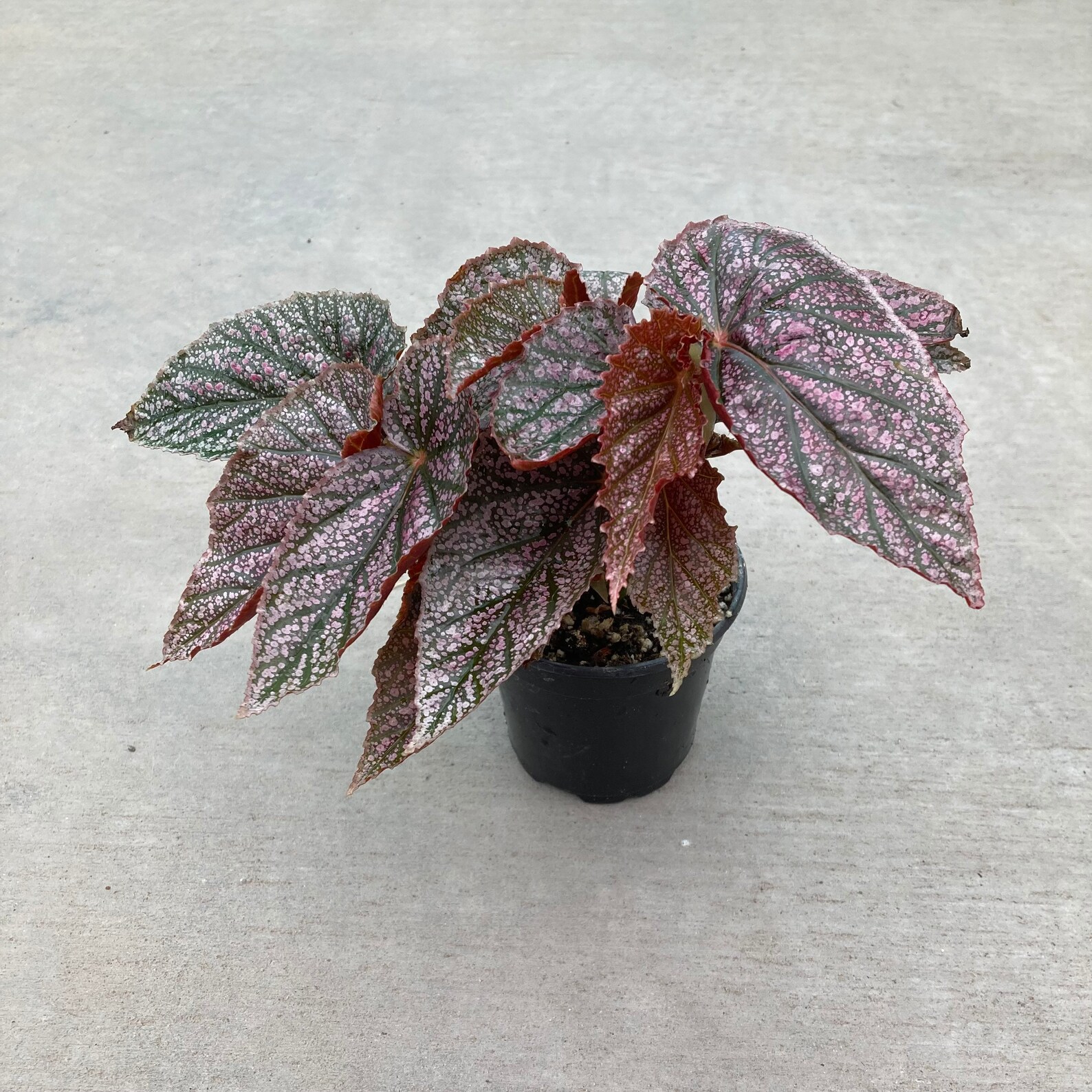 Begonia 'miss Mummy' angel Wing Begonia 4 - Etsy