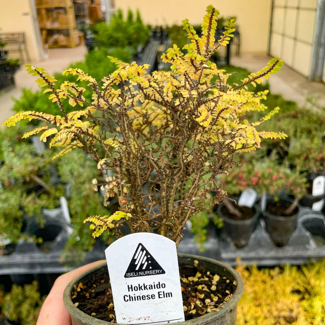 Pre-bonsai, Hokkaido Dwarf Chinese Elm, Live Plant - 4" Growers Pot - Etsy