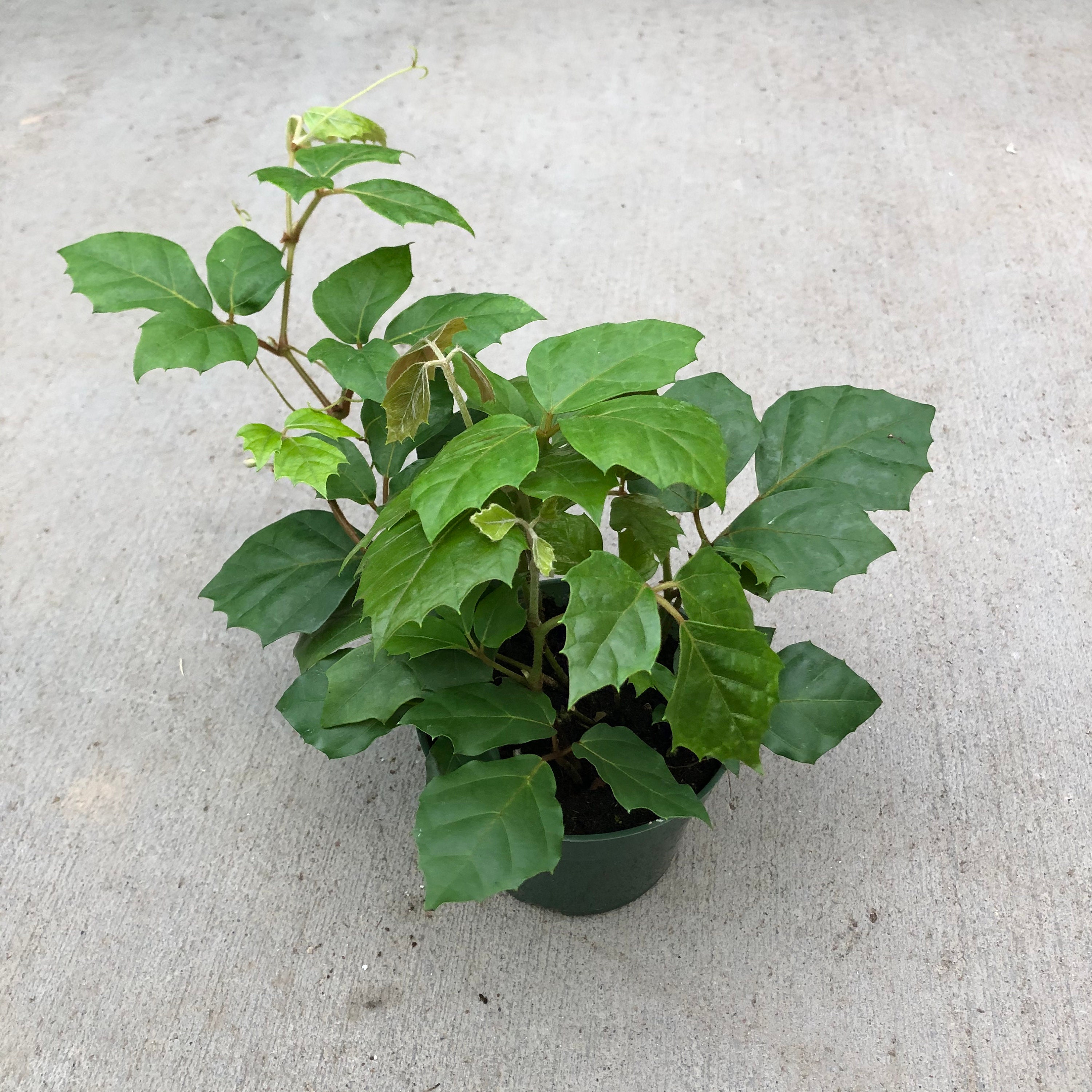 Grape Ivy Cissus Rhombifolia