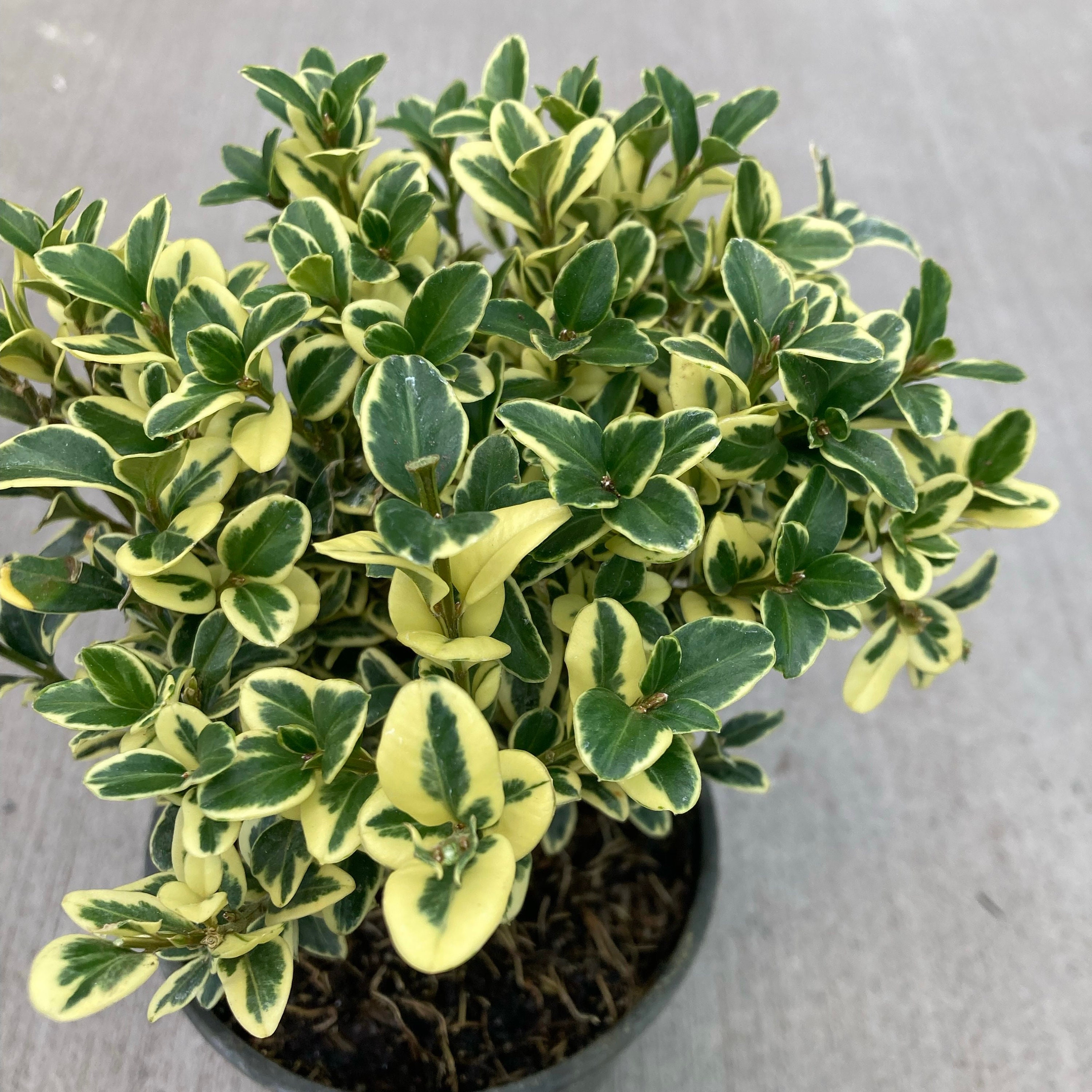 Buxus Sempervirens Variegata