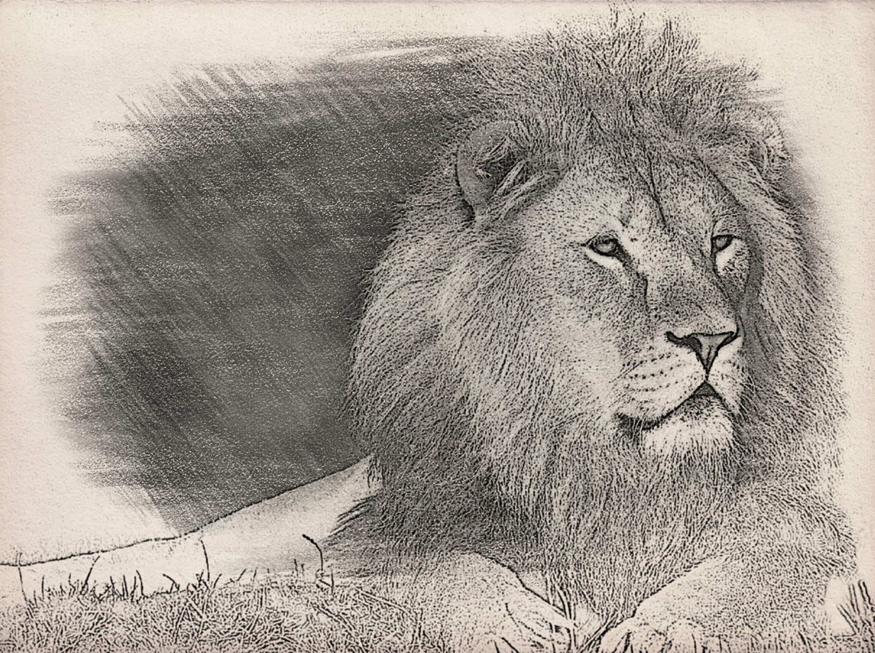Easy Lion Pencil Drawing