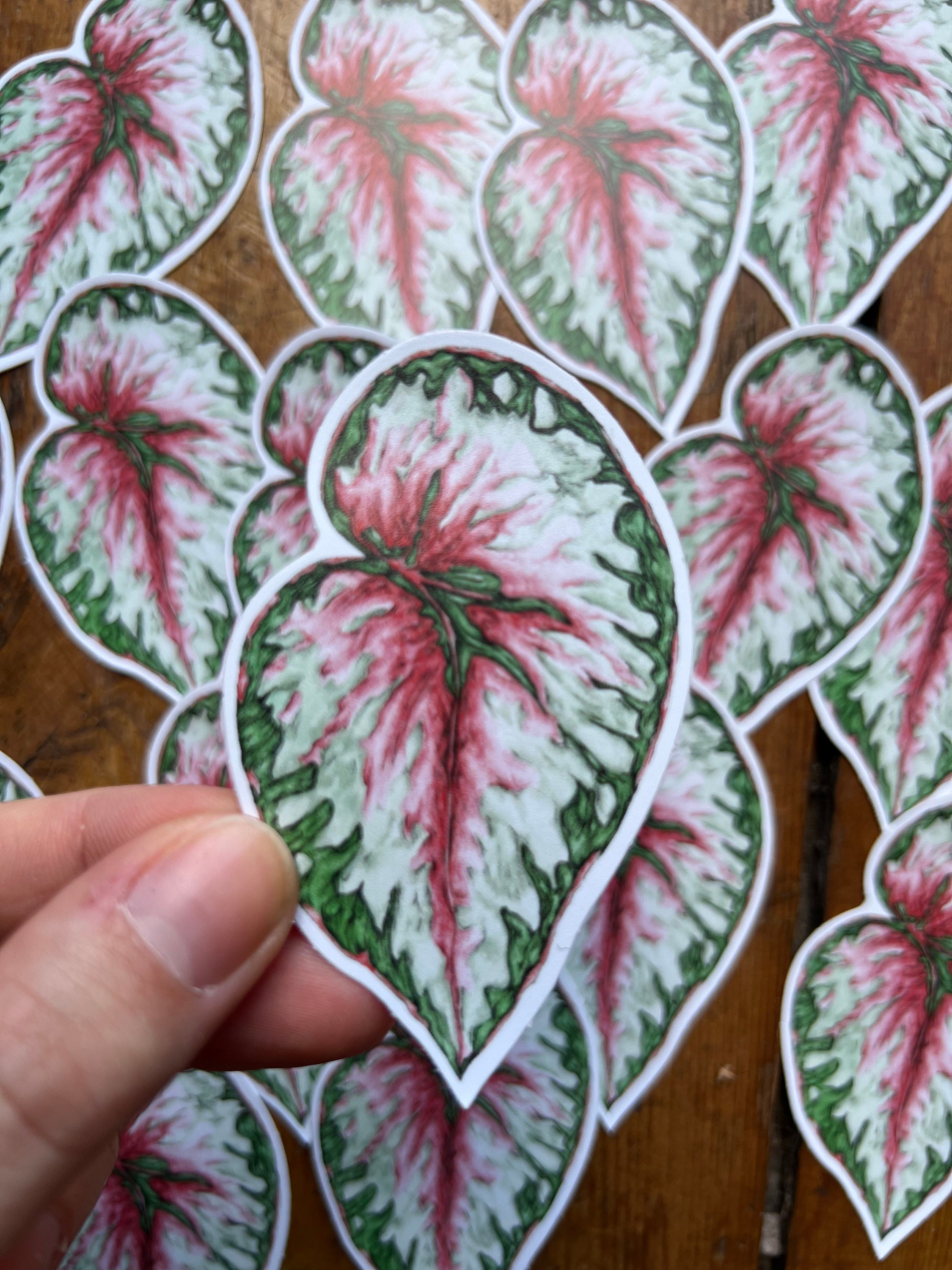 Begonia Rex Salsa Sticker, Houseplant Leaf Stickers, Planty Accessories ...