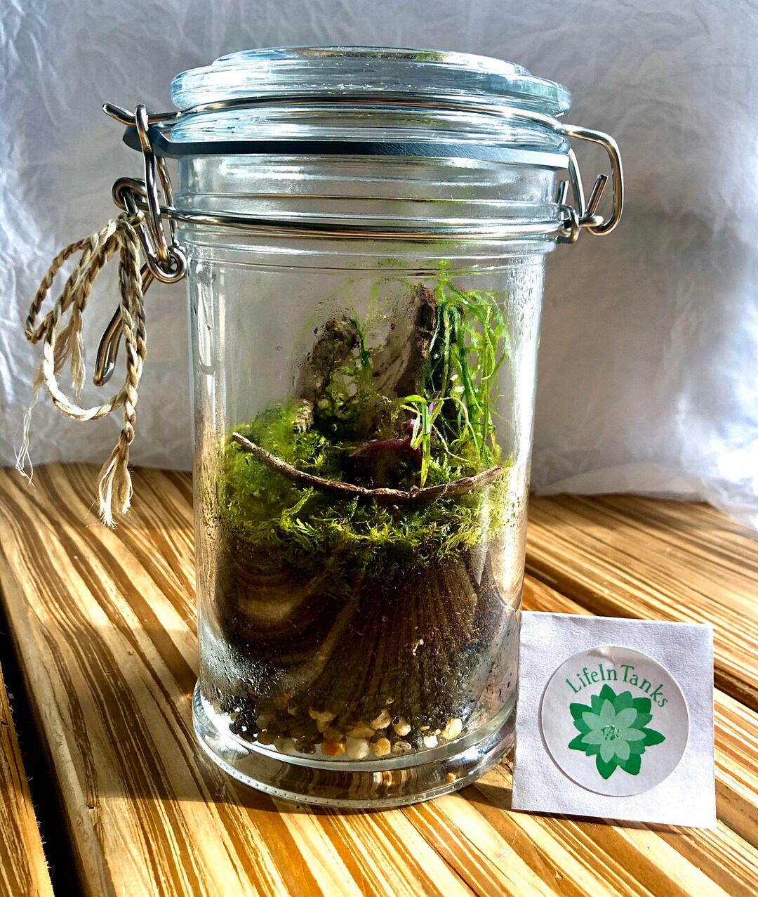 Closed Native Terrarium - Etsy