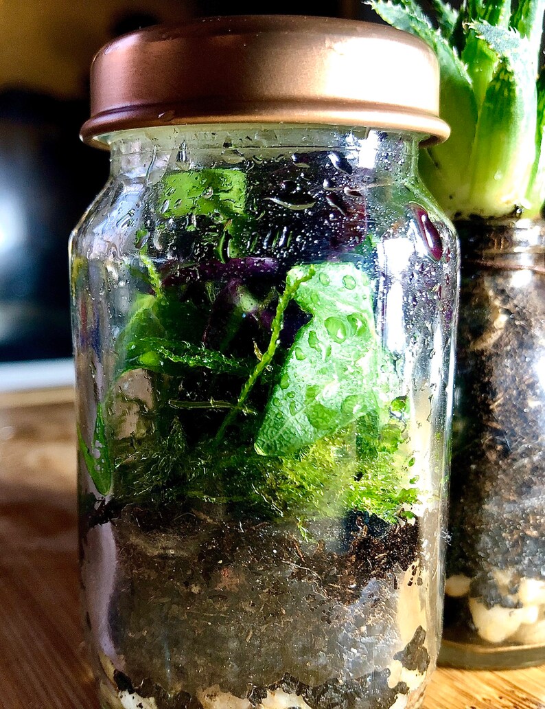 Mini Closed Tropical Terrarium - Etsy