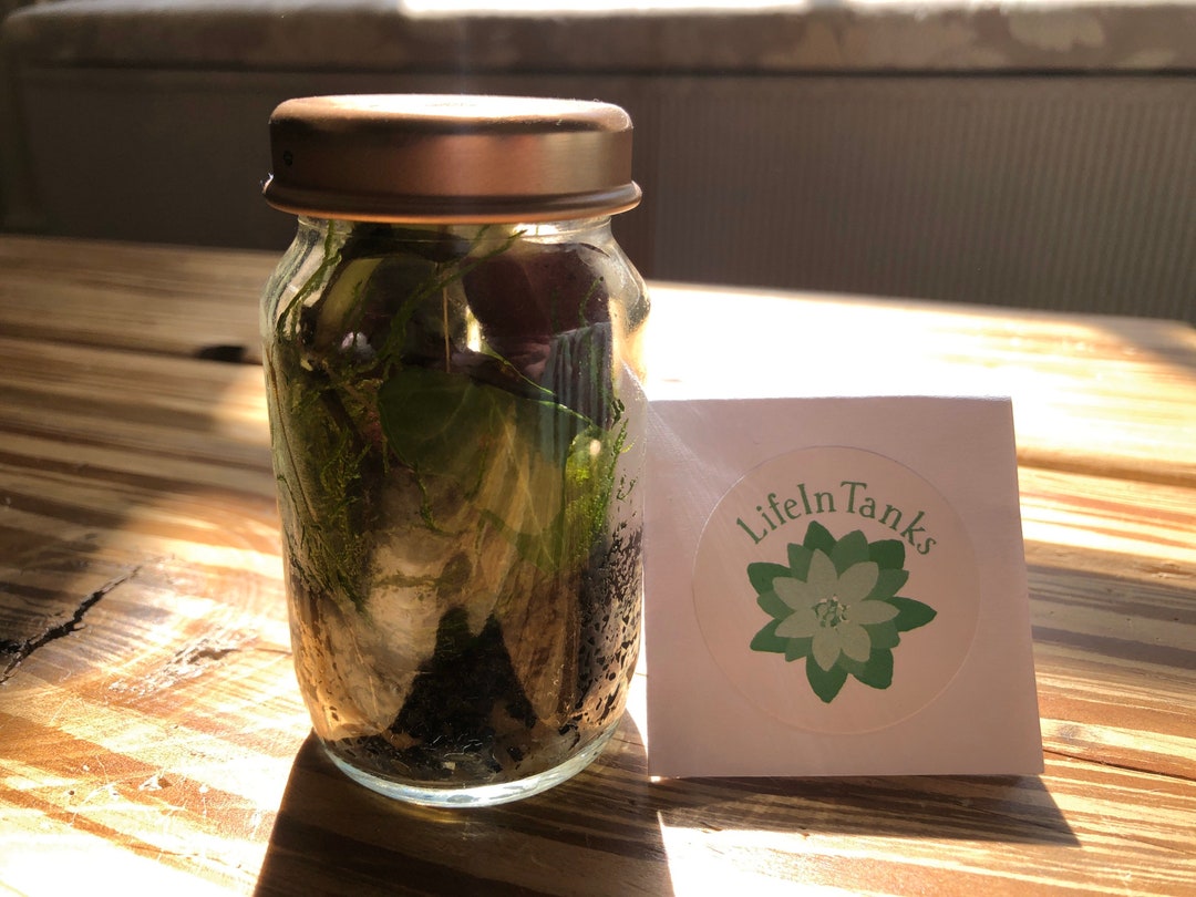 Mini Closed Tropical Terrarium - Etsy