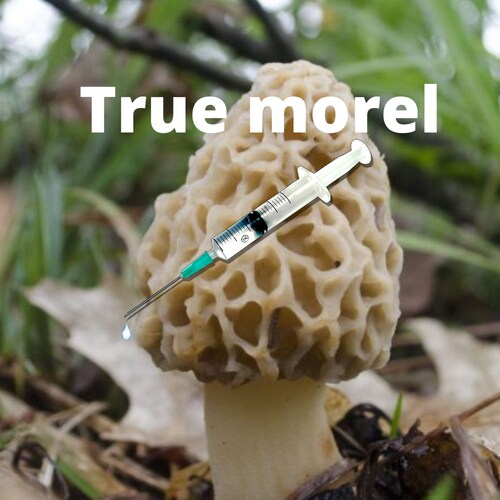 Elm Oyster Mushroom Liquid Culture Syringe Spore Free Live | Etsy