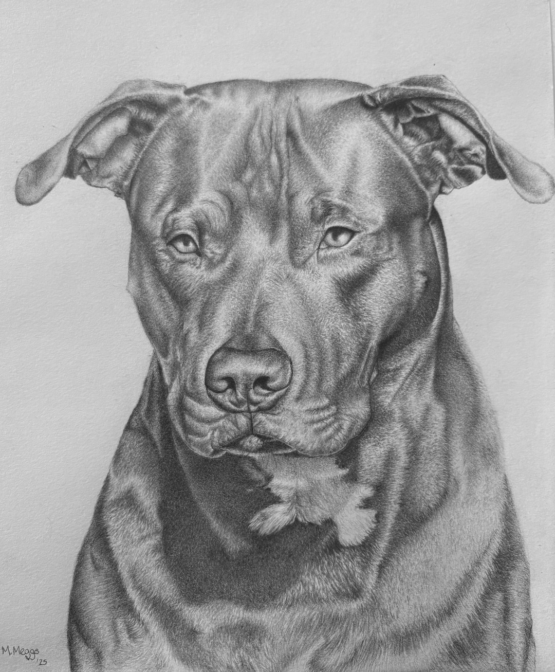 CUSTOM Hand Drawn Graphite Pet Portrait- Dogs, Cats, Horses, Etc - Etsy