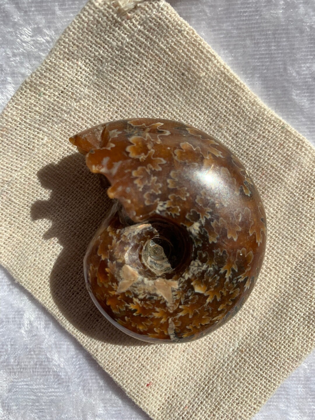Polished Ammolite Ammonite Fossil: Iridescent Shell Details - Etsy