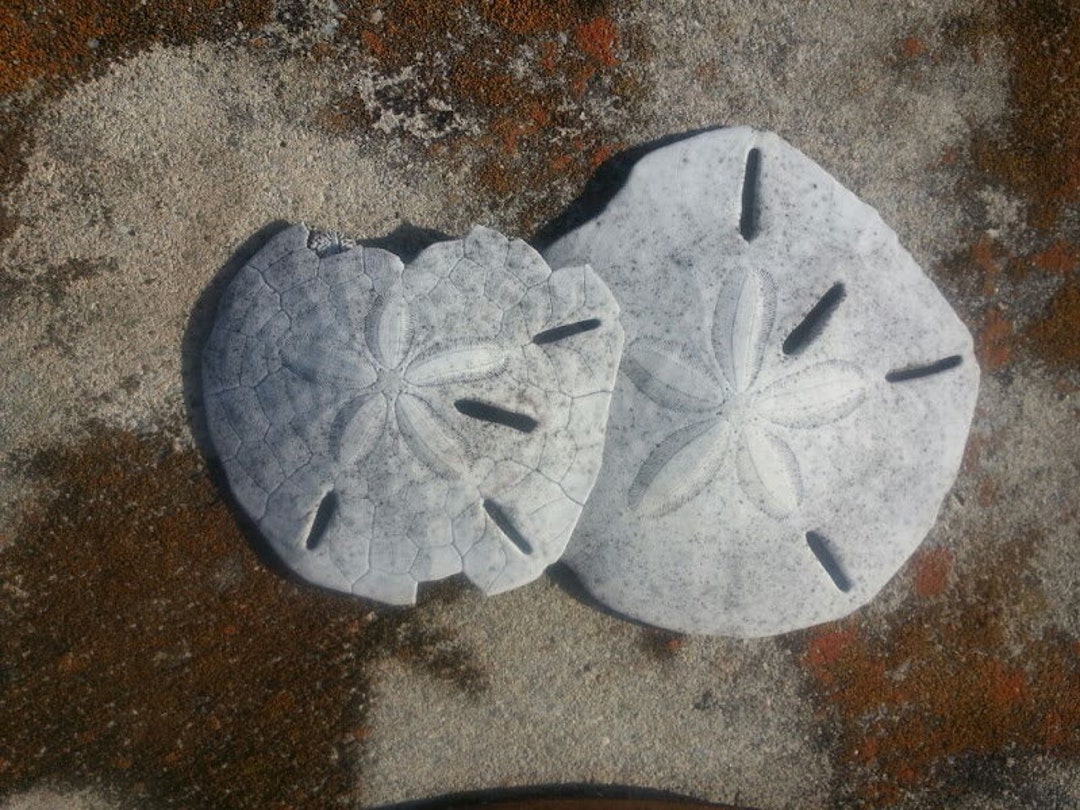 Sand Dollars, Beach, Shells - Etsy