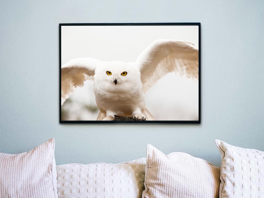 Hedwig Wall Decer Poster - Etsy
