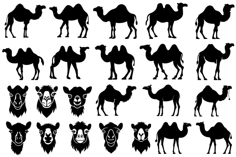 Camel Silhouette Vector Illustrations, Camel SVG Bundle, Camels SVG ...