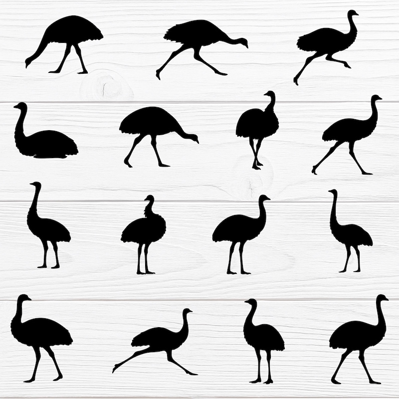 Emu Drawing - Etsy