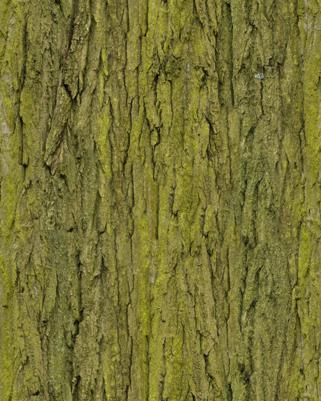 Tree Bark, Living Tree, Decidious, Bark Background, Tree Bark Wallpaper ...