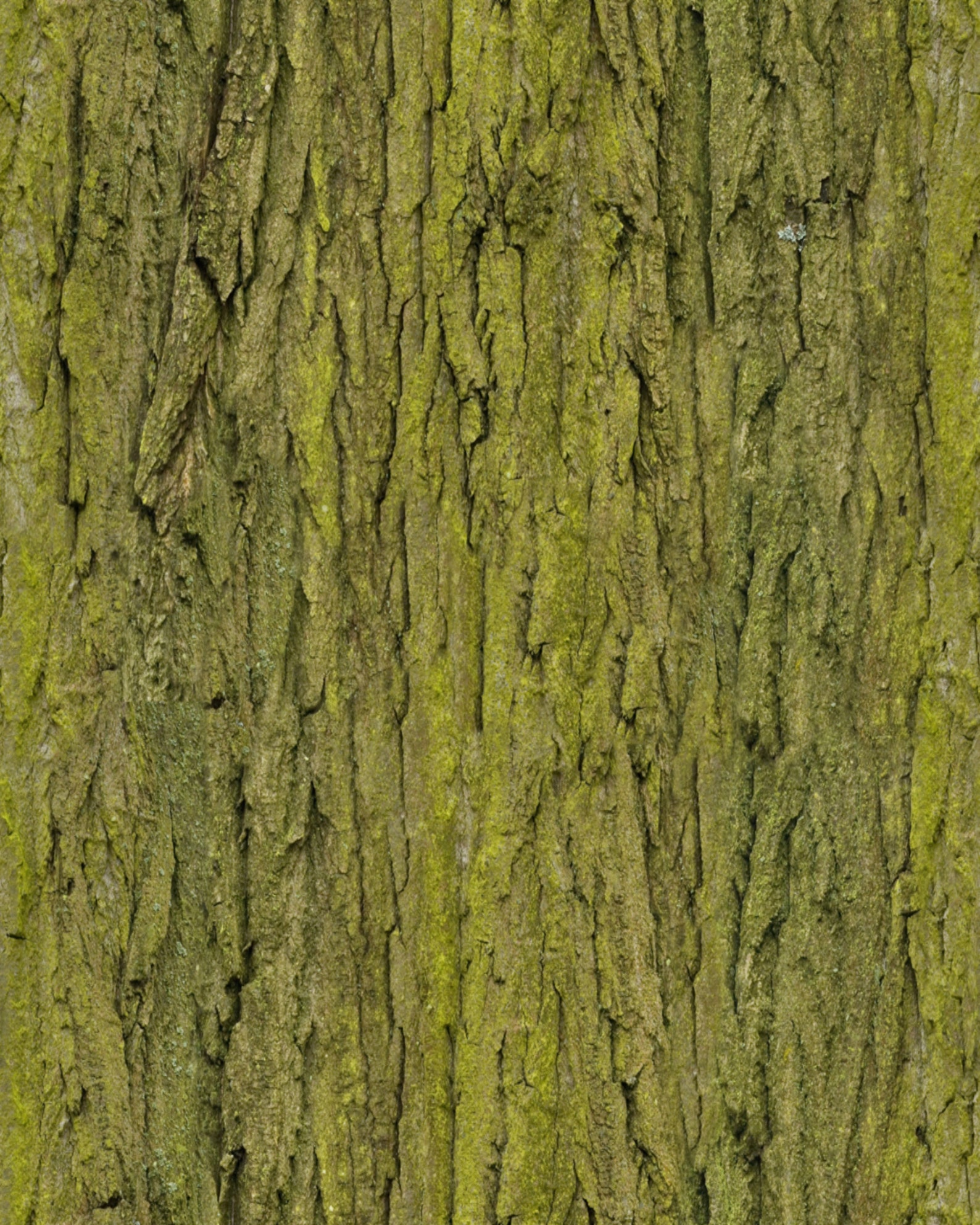 Tree Bark, Living Tree, Decidious, Bark Background, Tree Bark Wallpaper ...