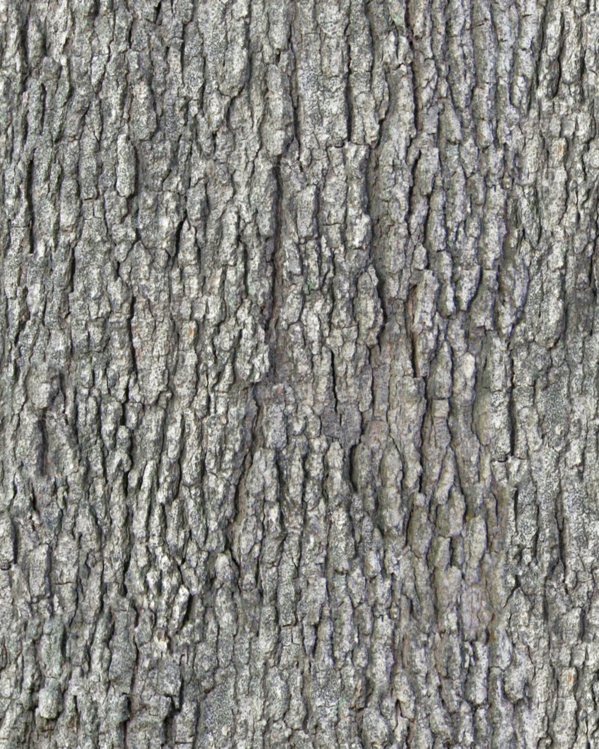 Tree Bark, Living Tree, Decidious, Bark Background, Tree Bark Wallpaper ...