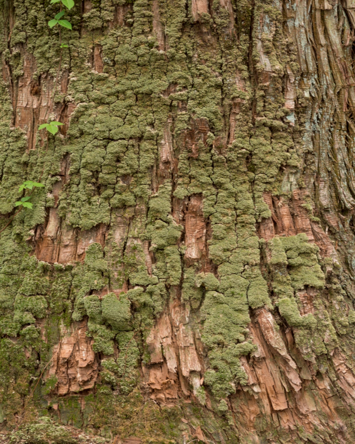 Tree Bark, Living Tree, Decidious Tree, Tree Bark Background, Tree Bark ...