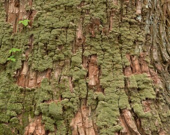 Tree Bark, Living Tree, Tree Bark Background, Tree Bark Wallpaper, Tree ...