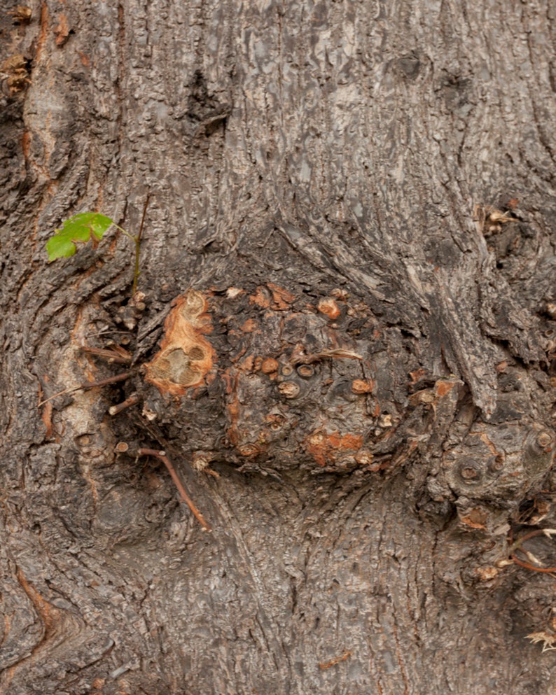 Tree Bark, Living Tree, Tree Bark Background, Tree Bark Wallpaper, Tree ...