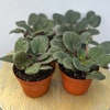 FOSTER 4-pack LIVE 4 Inch Kalanchoe, Blooming Houseplant, Gardening ...