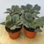 FOSTER 4-pack LIVE 4 Inch Kalanchoe, Blooming Houseplant, Gardening ...