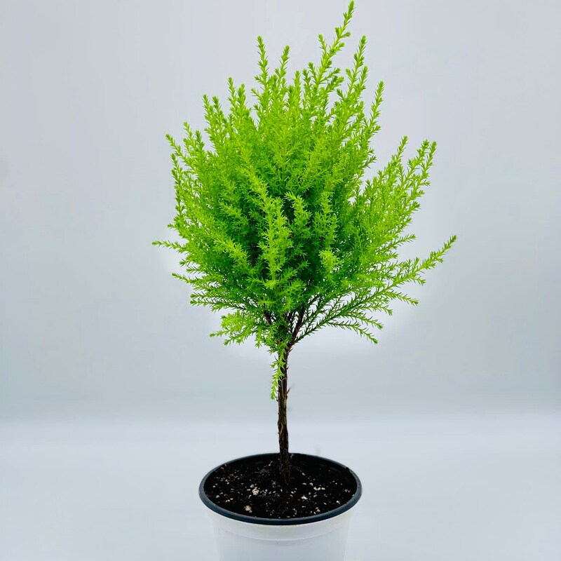 Dwarf Cypress - Etsy