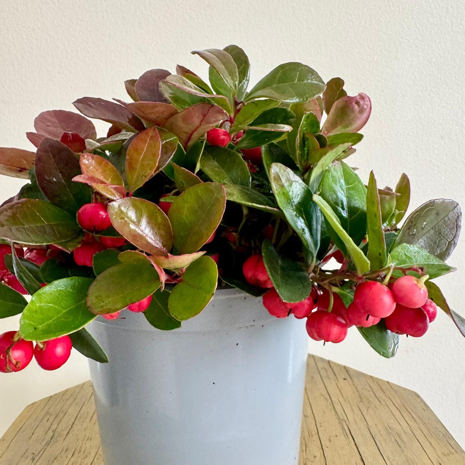 LIVE 6 Inch Pot Gaultheria, Winter Green, Teaberry, Creeping Snowberry ...