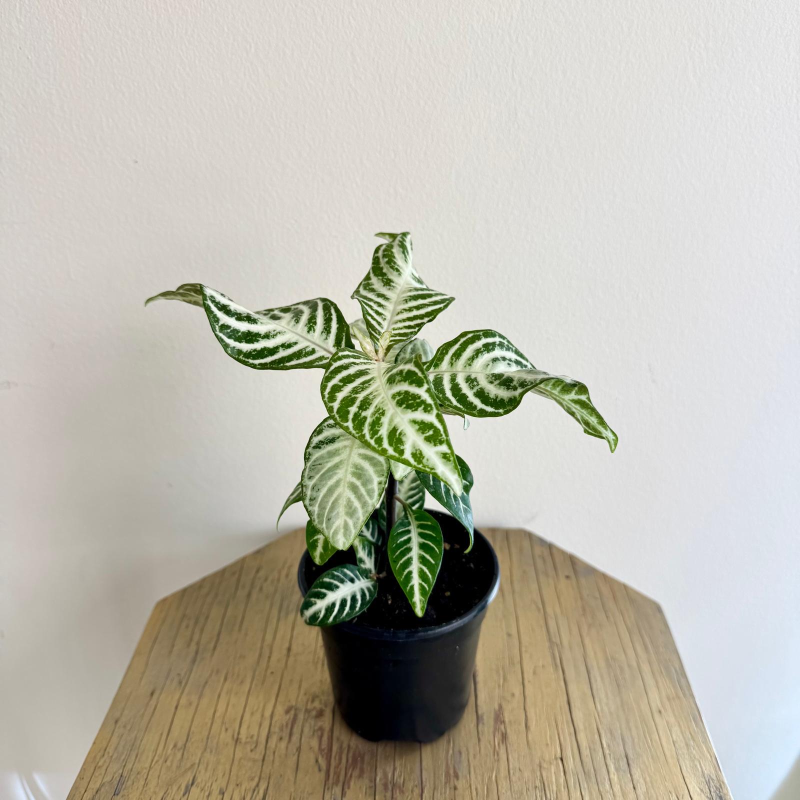 LIVE 4 Inch Pot Aphelandra Snow White, Zebra Plant, Housewarming Gift ...