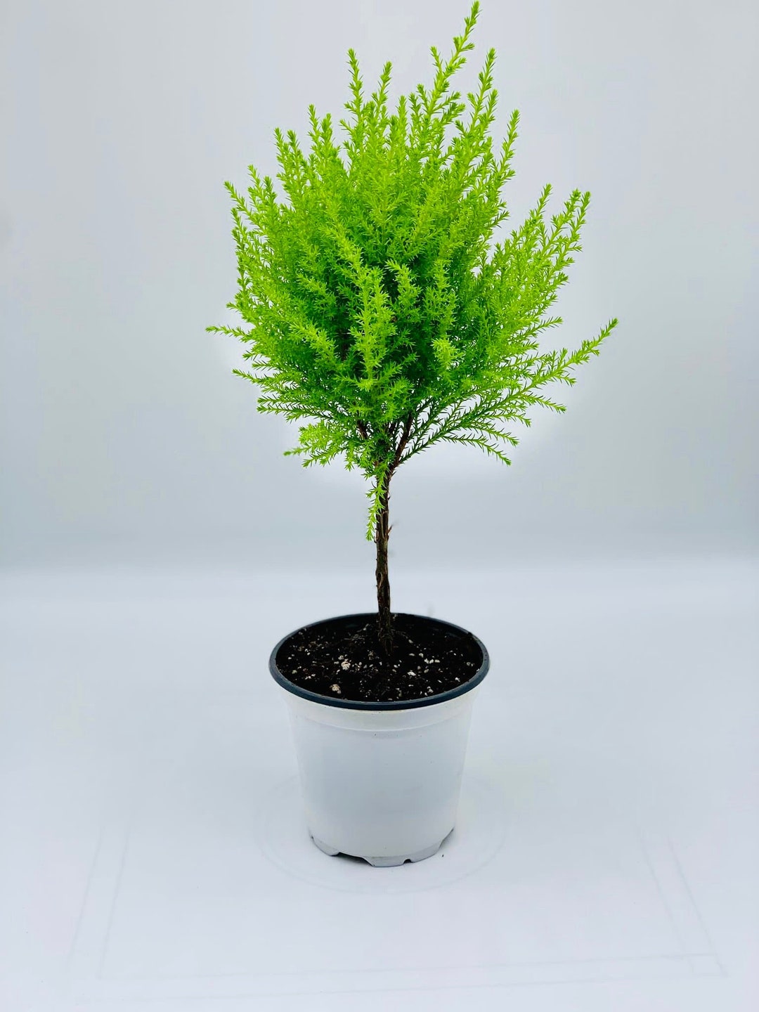 LIVE 6 Inch Pot Goldcrest Topiary, Lemon Cypress, Christmas Plant Gift ...