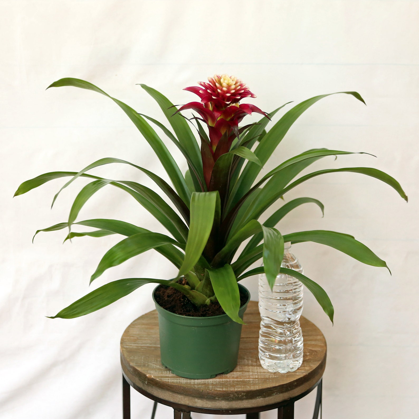 Live Big Bromeliad Guzmania Flowering Houseplant In 6 Etsy