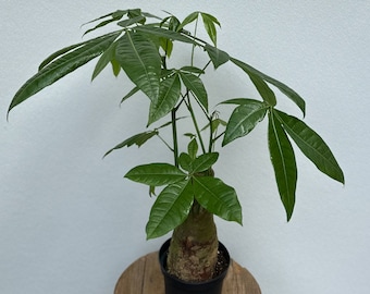 Money Tree Stump Pachira Aquatica 4in Pot - Etsy